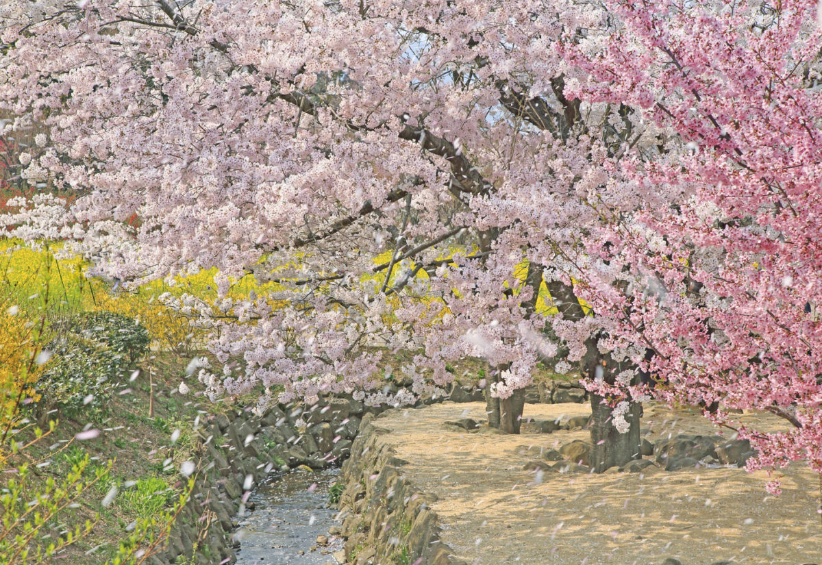 Hanami - Holiday of cherry blossoms